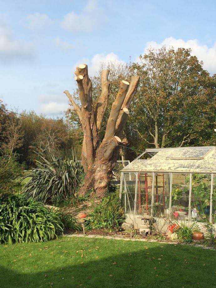 Pollarding – Tree Works