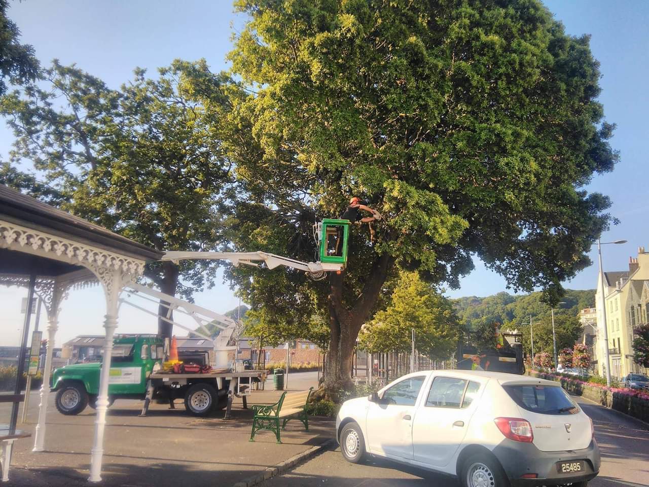 Tree Pruning – Tree Works