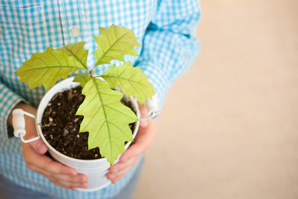 Oak Tree Pruning: Getting the Timing Right – Tree Works