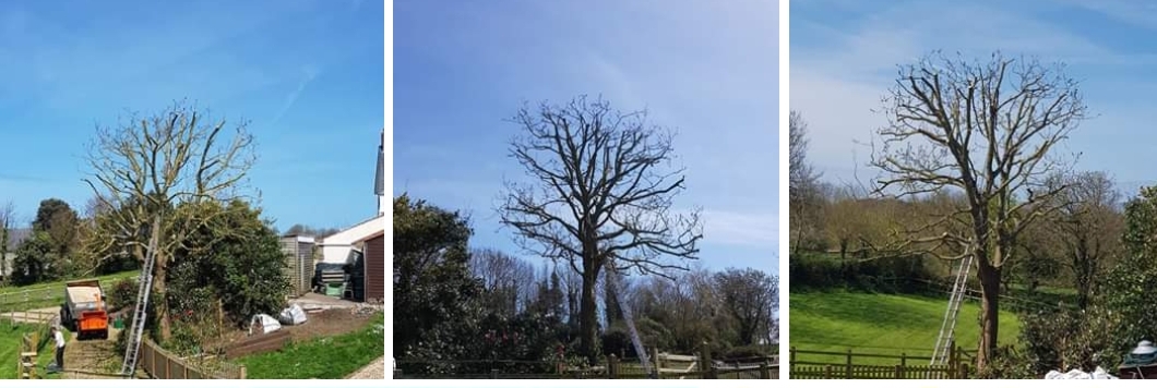 Tree Reduction – Tree Works